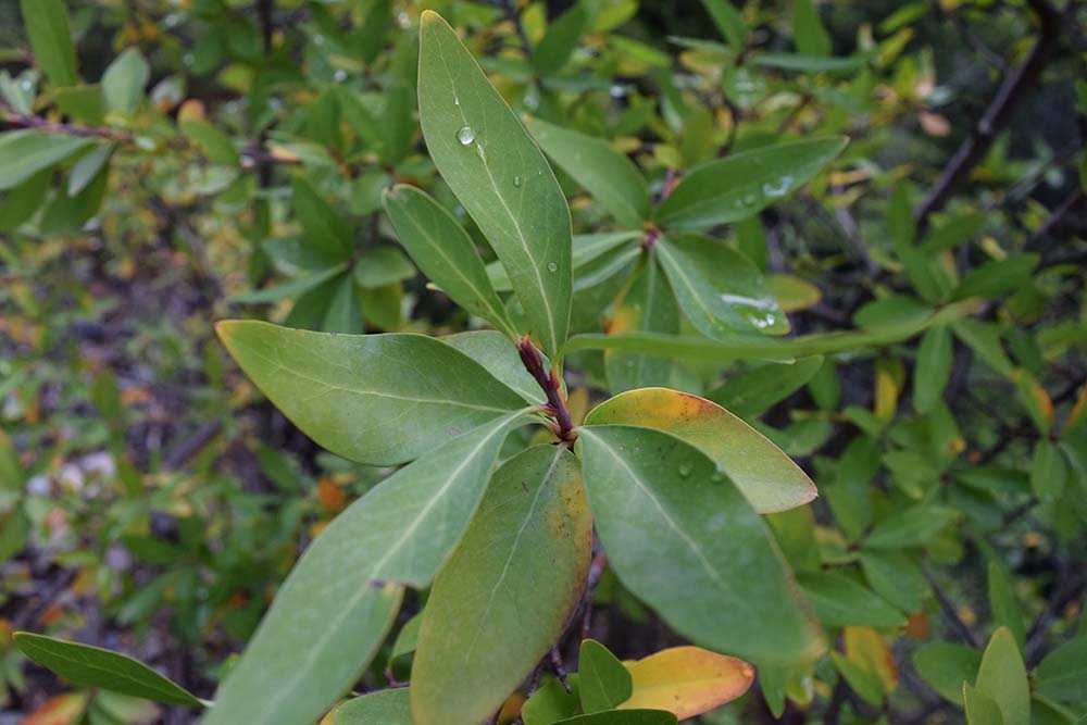 Contested lands and climate change – Arias Bustamante